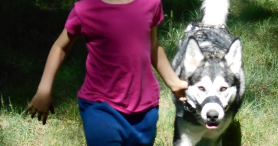 La Elipa Felina: Actualizacion 16 de Enero "Perritos" algo nuevo :) NO ...