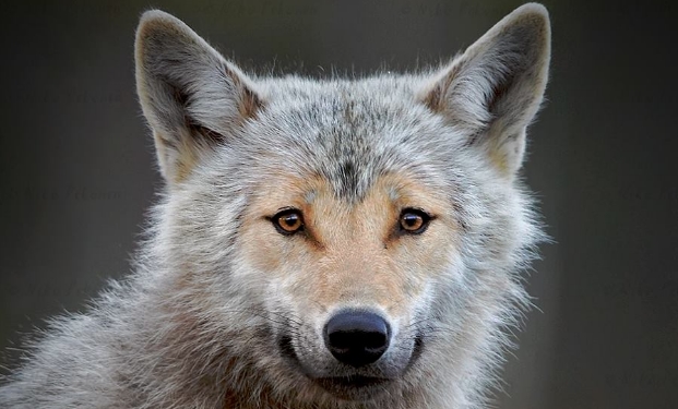 White Wolf : Stunning beauty of wild wolves in Finland by award winning ...
