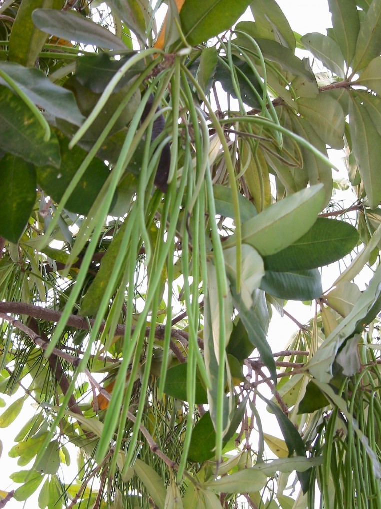 රුක්අත්න [Rukattana] (Alstonia scholaris) ~ අපේ ඔසුපැළ Medicinal Plants ...