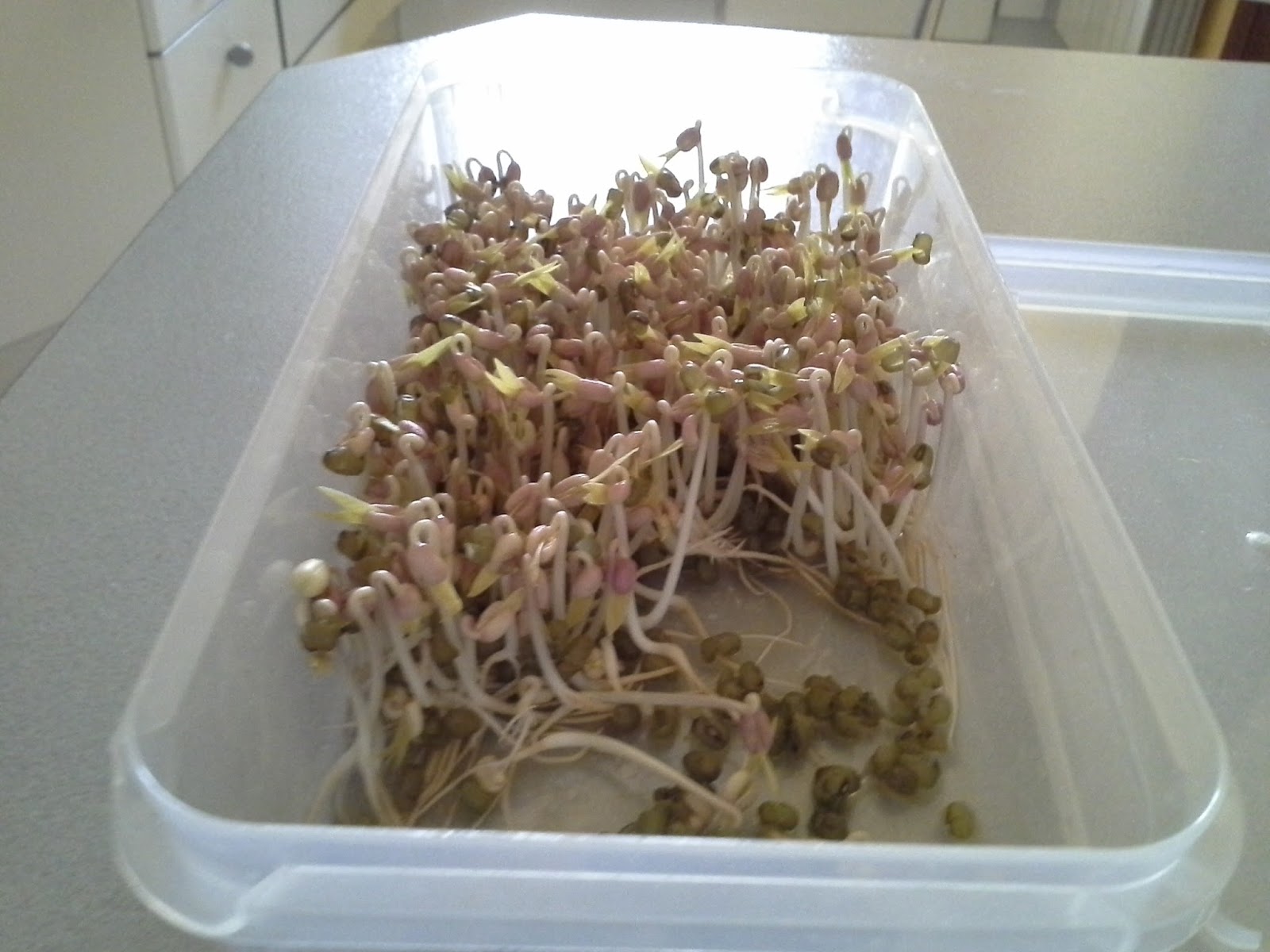 Xefs Catalans: Soja germinada