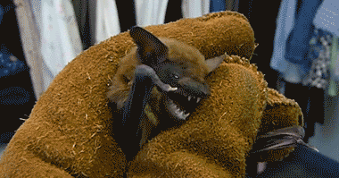 Angry captured bat