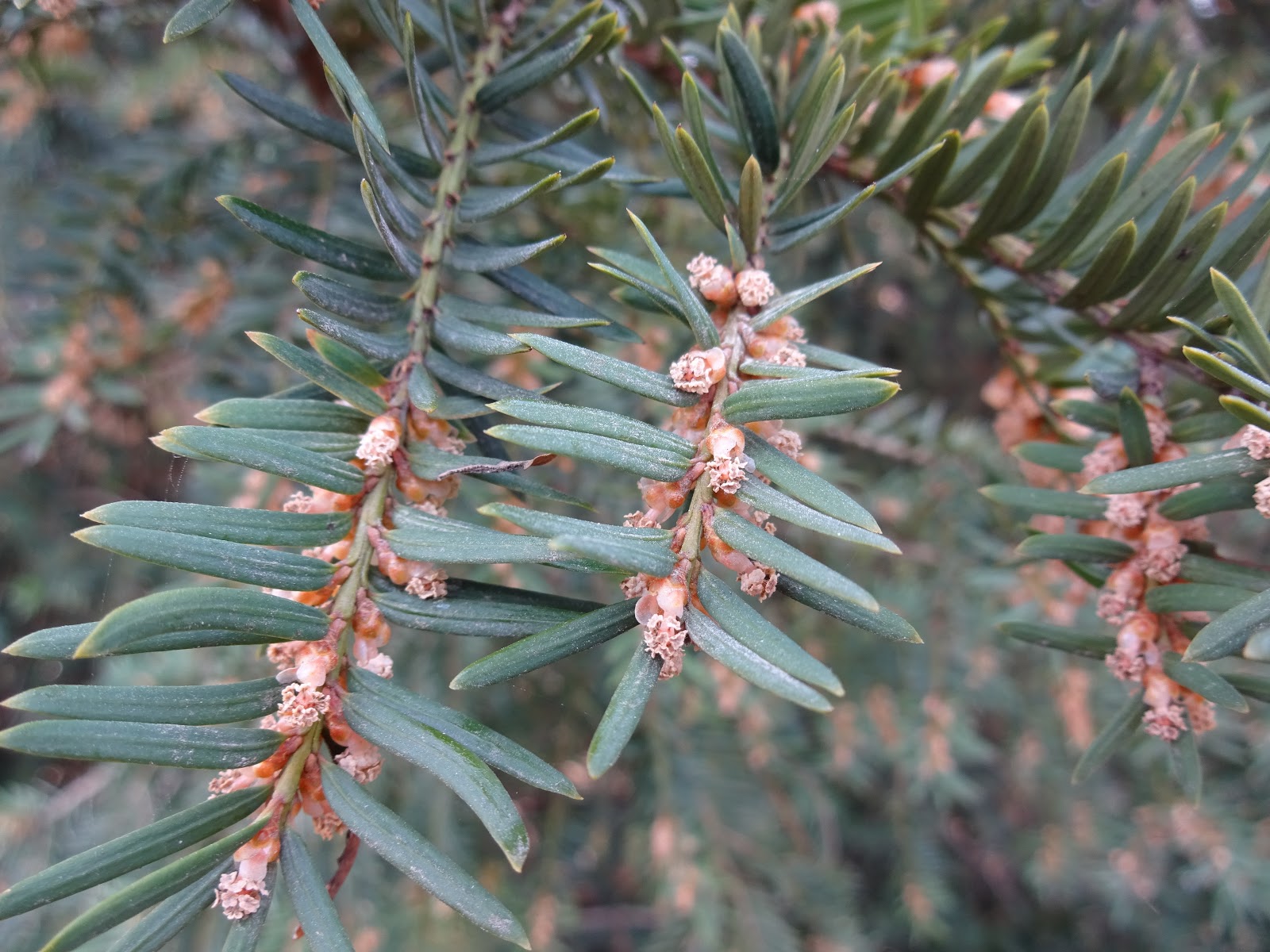 Naturnachbarschaften: Europäische Eibe - Taxus baccata
