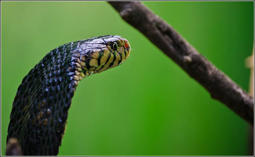 Discovery on Safari: Snakes, Snakes and More Snakes