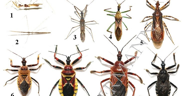 Arizona: Beetles, Bugs, Birds and more: Assassin Bugs of Arizona