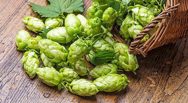 Ervas e Insumos: Lúpulo