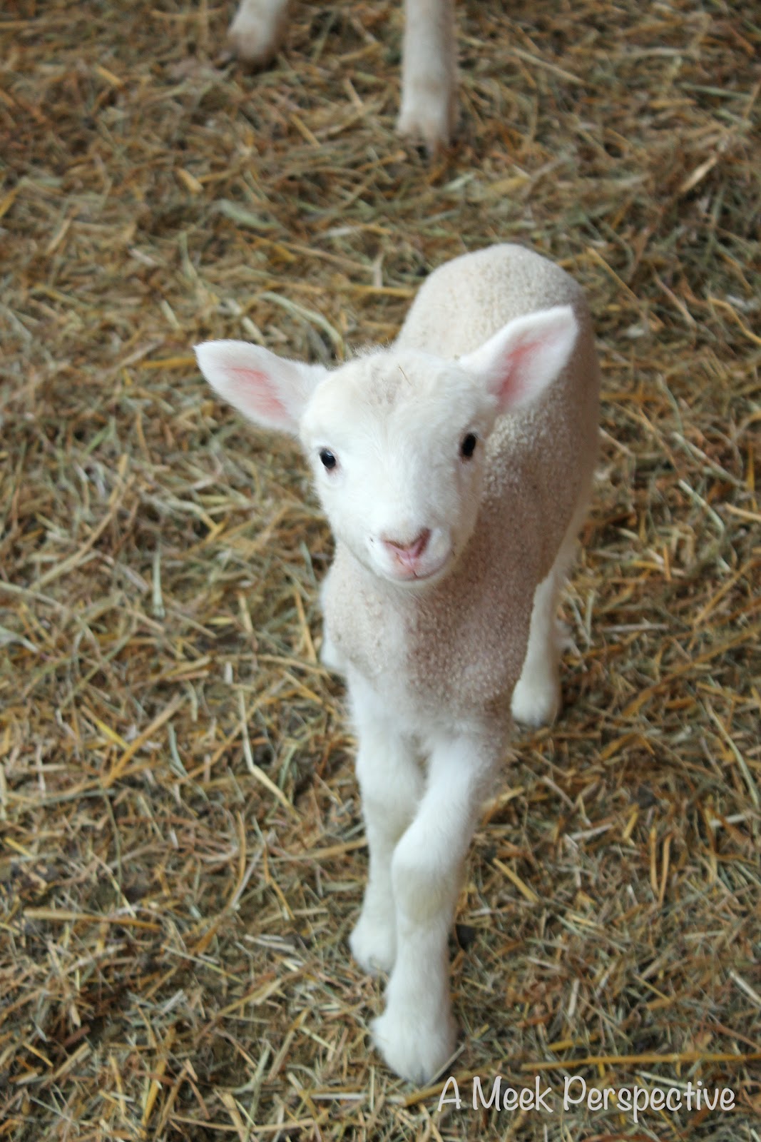 A Meek Perspective: Around the Farm - Berries, Lambs, Kitten & Sheep