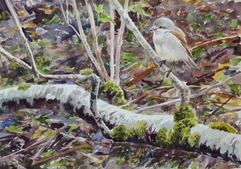 Tim Wootton Wildlife Art