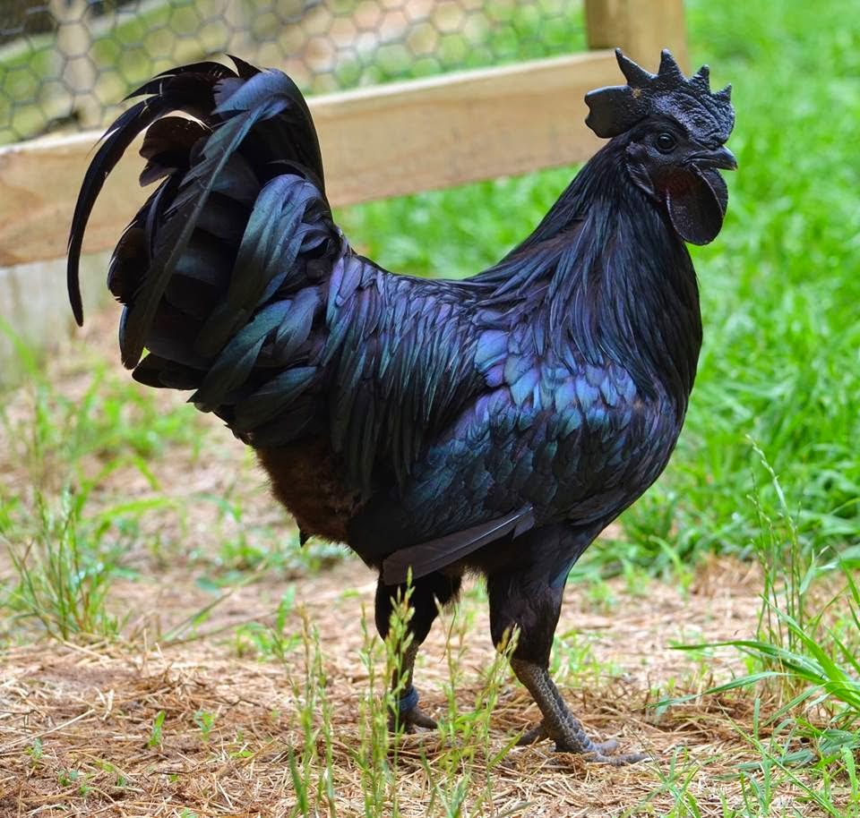 THE REALLY BLACK CHICKEN - INSIDE AND OUT! | So Today I...
