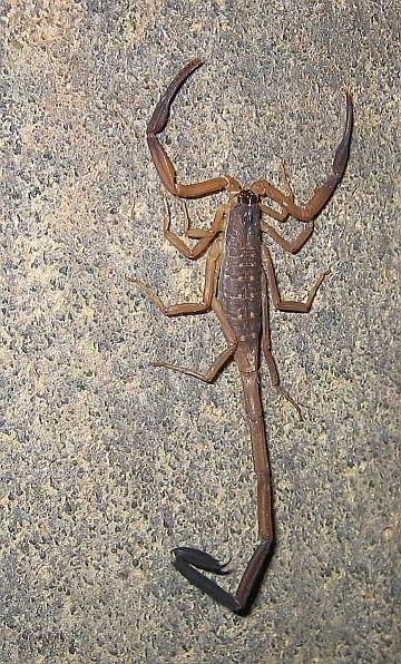 Singapore Wild Animals: Scorpions