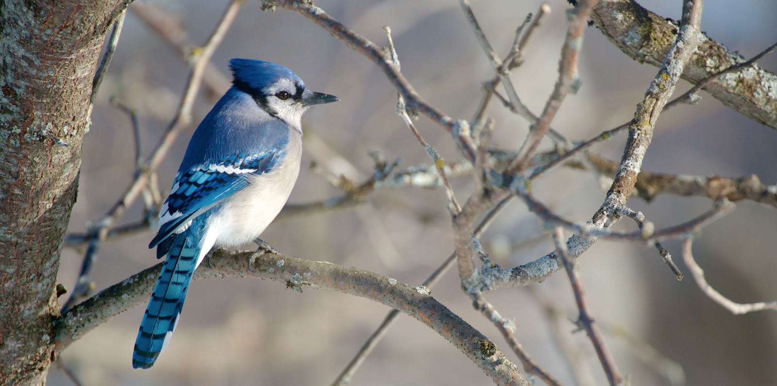 Geai bleu - Blue Jay