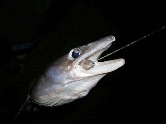 asd team passione pesca: Surfcasting: pesci, Gronco