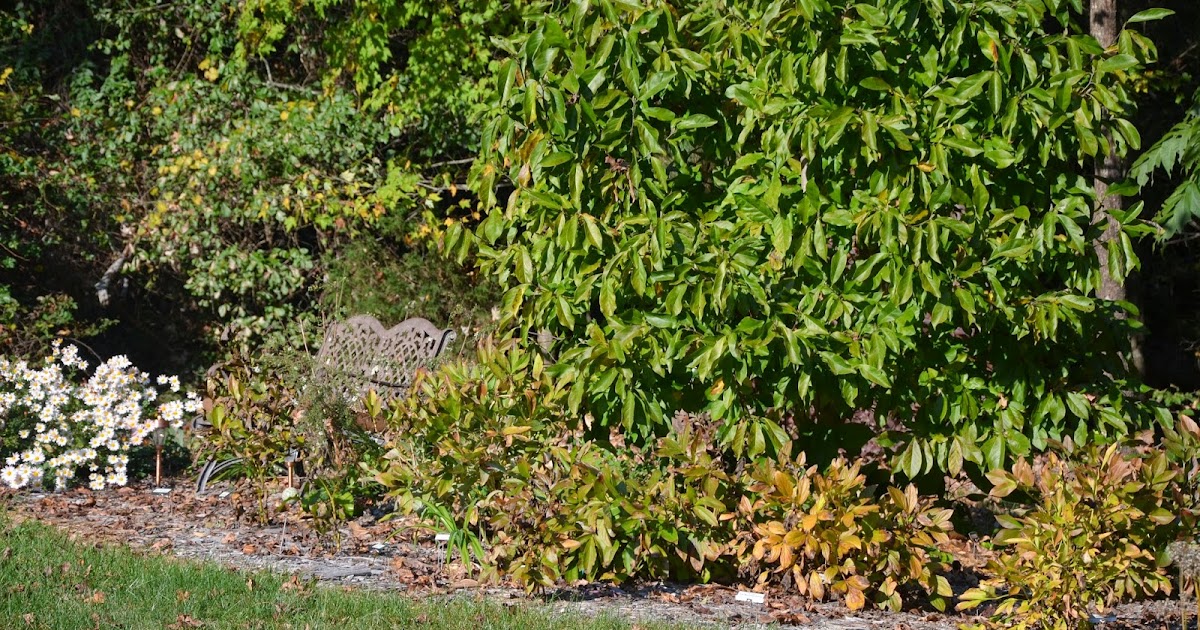 Southern Peony: 2014 Enjoy Fall Peony Foliage Colors