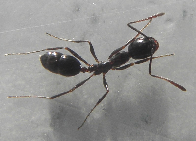 - Ants of Southern Africa -: Ant Catalog