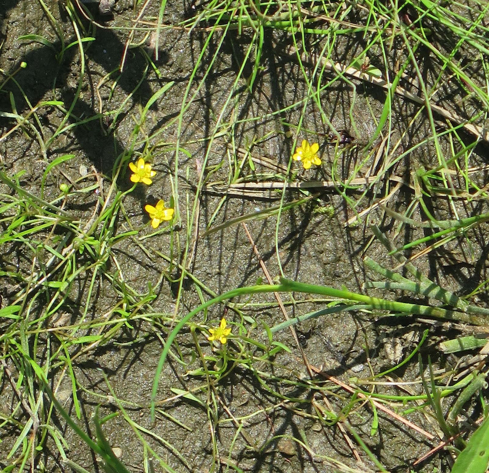 Dummerston Sightings: 8-5 Partridge Pea