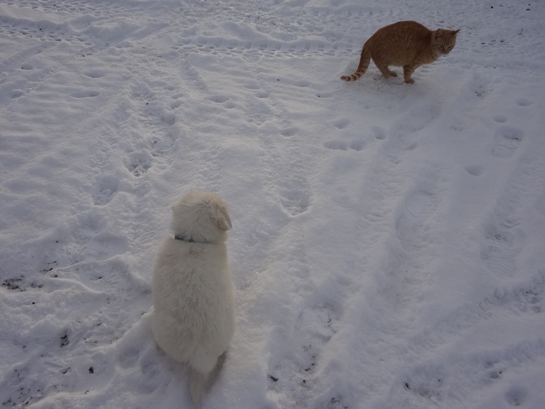 Housman Farms: Fun in the Snow With Pyrenees Puppies