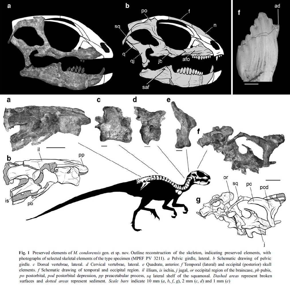 Species New to Science: [Paleontology • 2011] Manidens condorensis • A ...