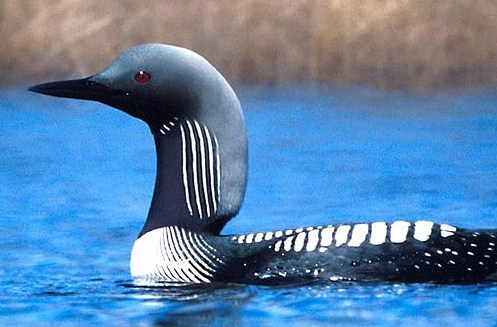 The loon bird | Facts About All