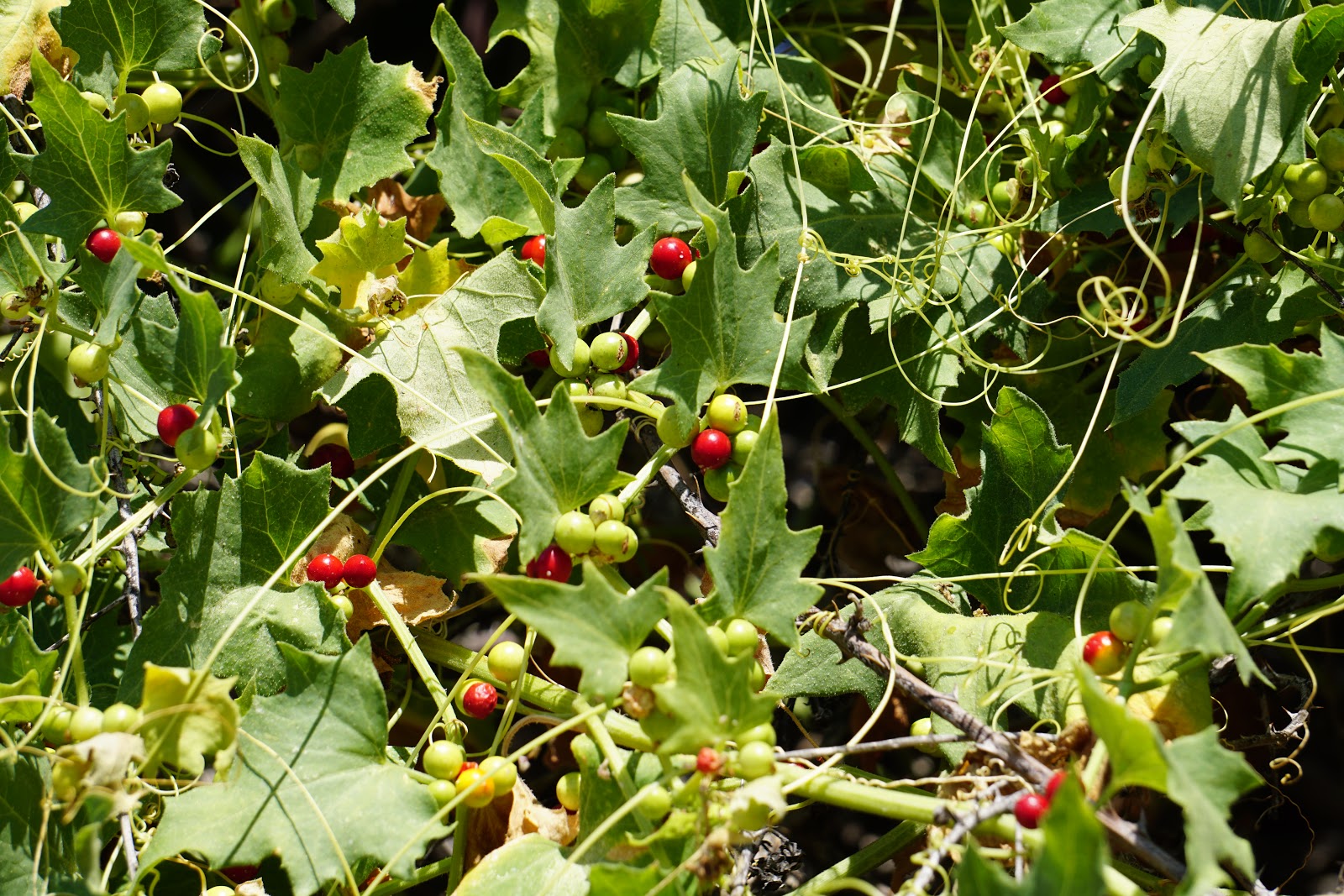 Plantas de Huerta Otea, Salamanca: Nueza, nabo del diablo (Bryonia dioica)