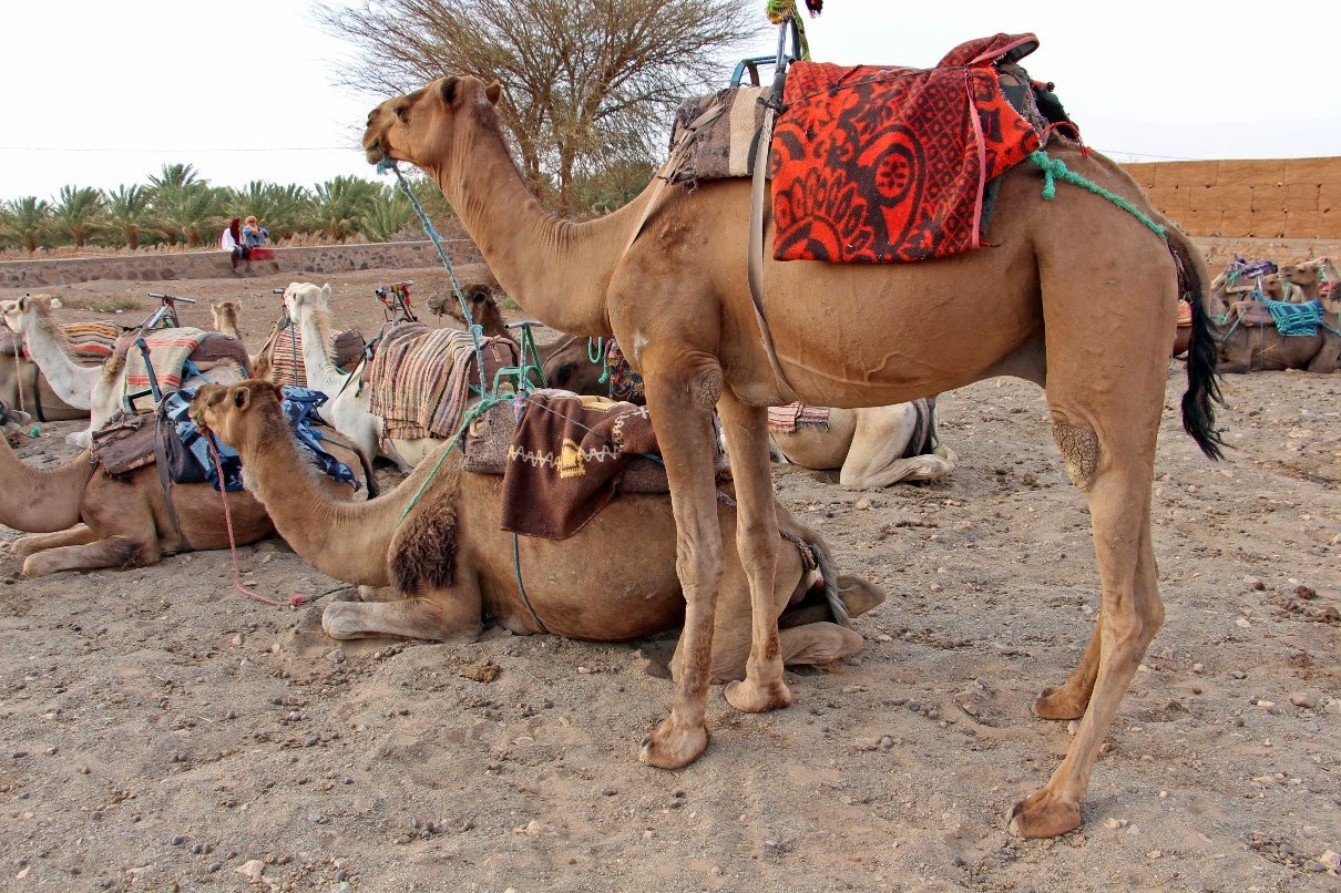 the viewing deck: Ouarzazate Tour 3rd part; Camel Backride in Sahara Desert