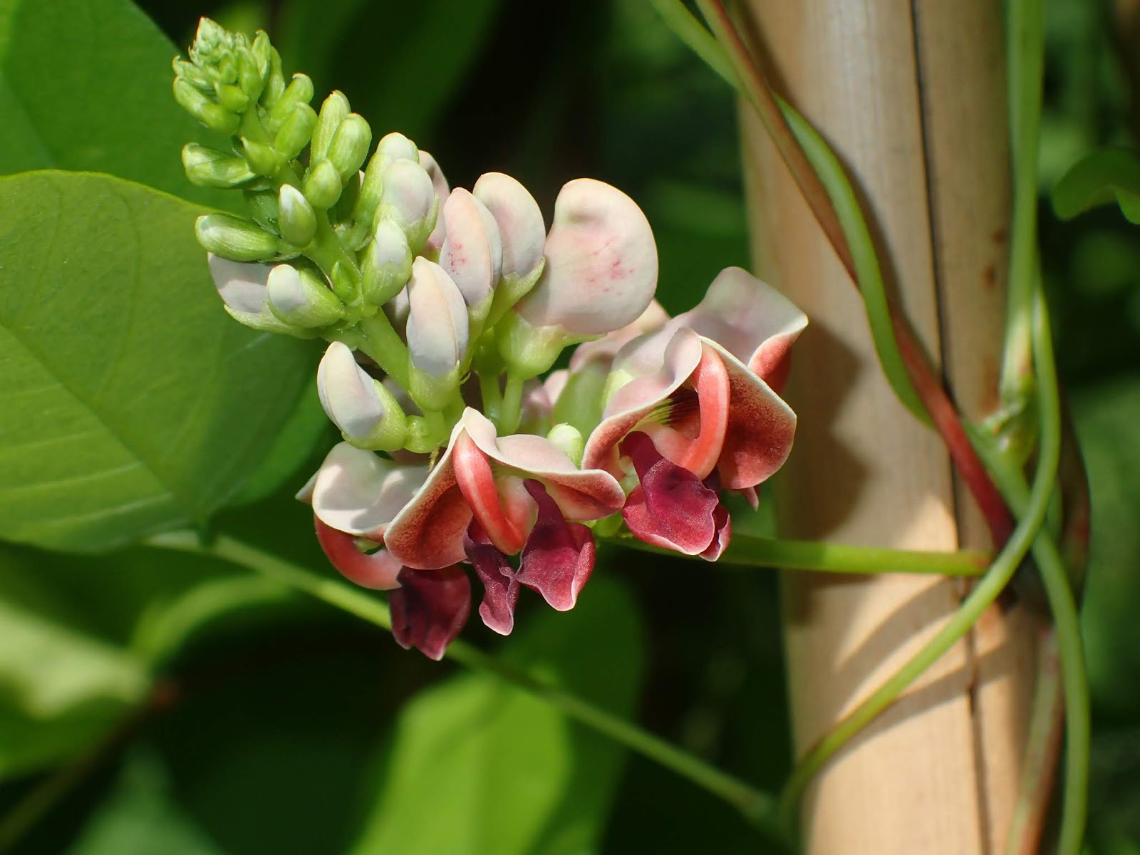 Scirpidiella's Plants: Groundnut species (Apios sp. div.) in flowers