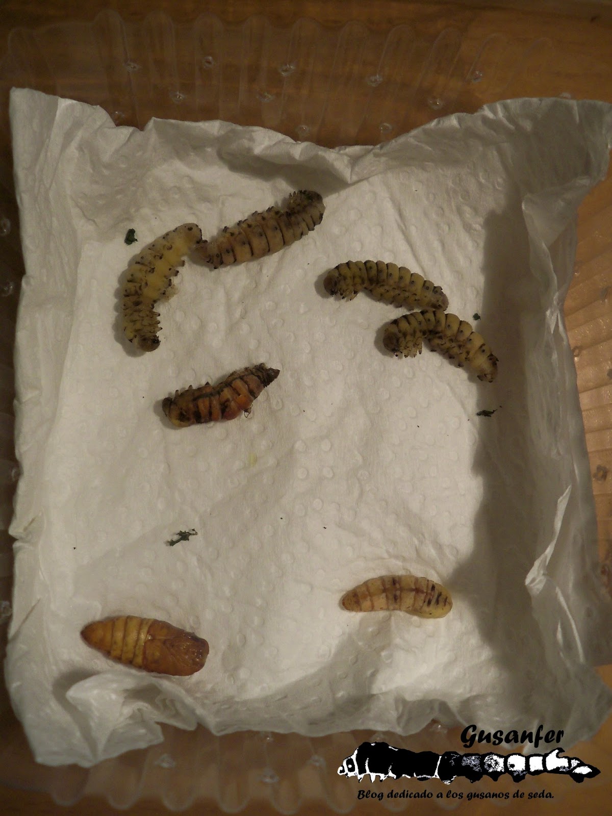 Proceso de crisálida en el exterior. ~ LOS GUSANOS DE SEDA