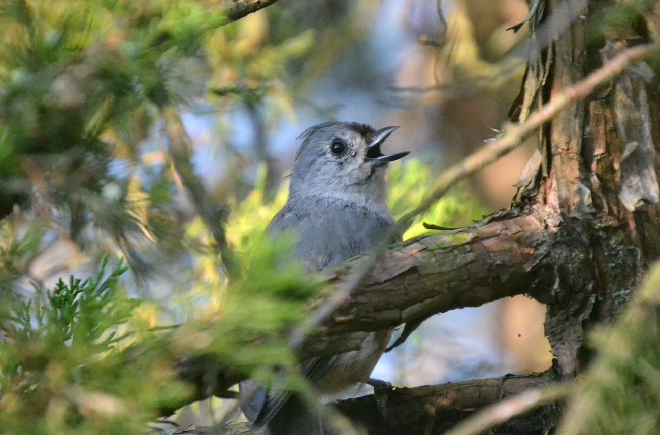 Woods Walks and Wildlife: A Titmouse Family Outing