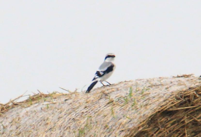 my birdworld: Srokosz stepowy