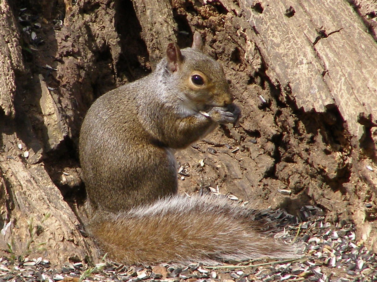 Blue Jay Barrens: Young Gray Squirrels