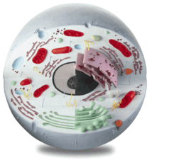 Biología de segundo de bachillerato: CÉLULAS PROCARIOTAS Y EUCARIOTAS