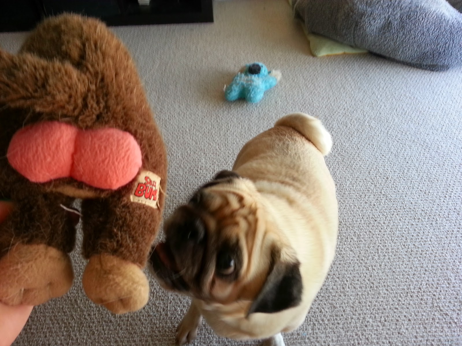 Lil Smug Pug: June 2014 BarkBox