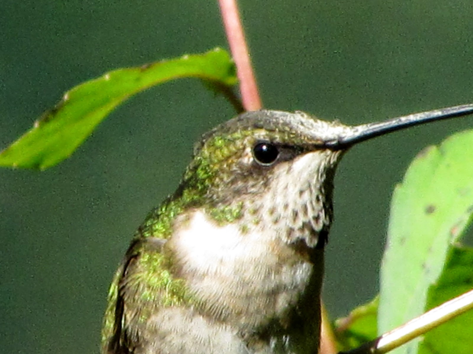 Rock Spring/Hummingbirds