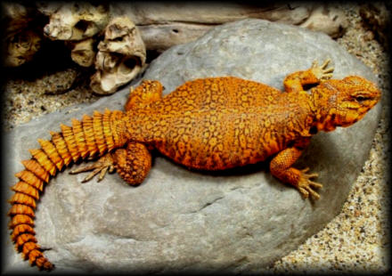The Uromastyx