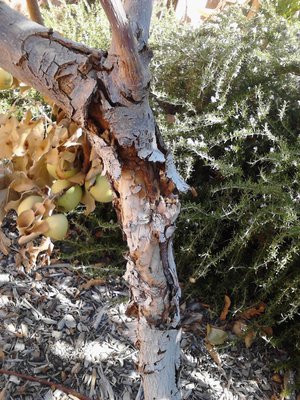 Xtremehorticulture of the Desert: Identifying Their Damage and ...