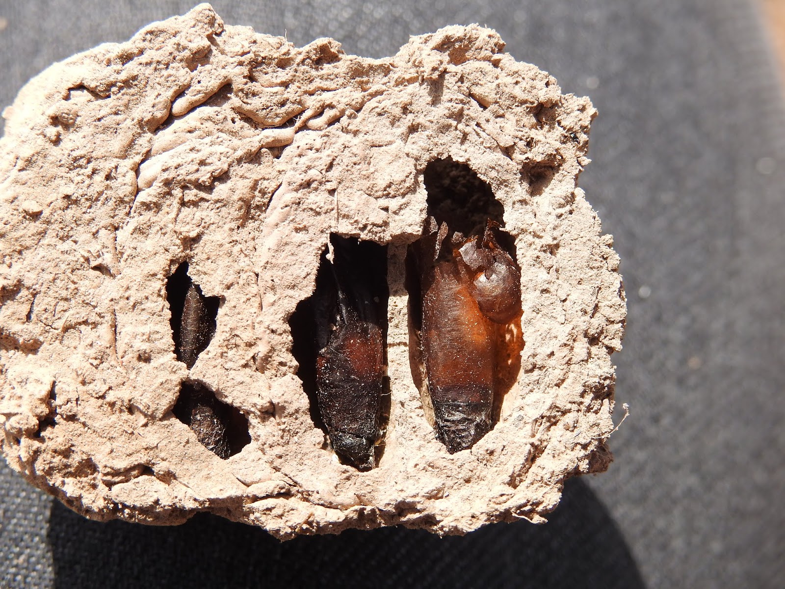 Nature Moncton Information Line: 2019-04-07