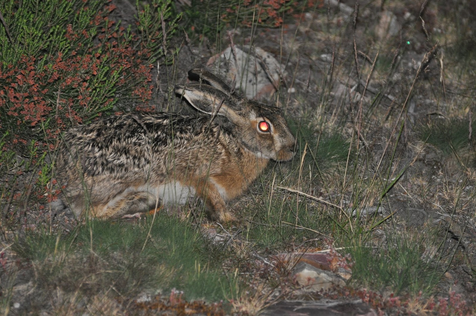 AVES E NATUREZA DA FONSAGRADA: Mamíferos: poñémonos ó día