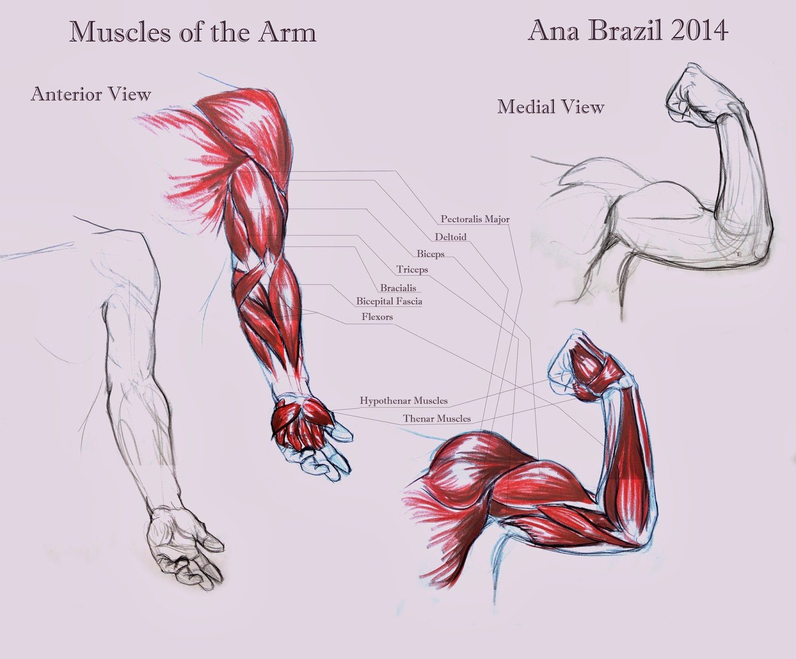 Drawing this Out: Muscles of the Arm