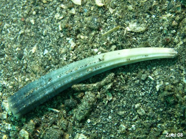 Phylum Mollusca ~ Zoology-NETWORK