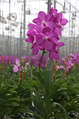 Vendulavirág Esküvőszervezés és dekoráció: orchideák