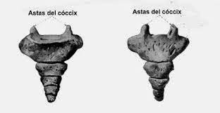 ANATOMÍA Y FISIOLOGÍA HUMANAS: SISTEMA MÚSCULO ESQUELÉTICO: El sacro y ...