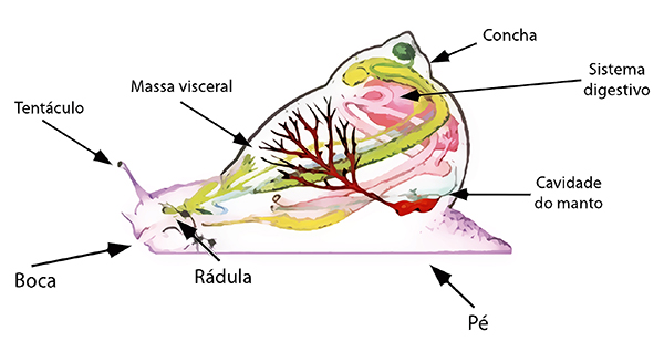 Ver de Vida: Os animais de corpo mole; moluscos.
