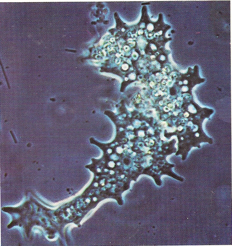 CLASE: Rizópodos o sarcodinos