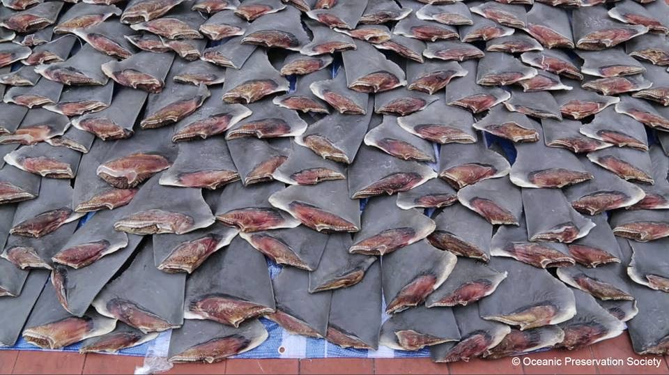 LIVING LIFE IN COSTA RICA blog: Shark Finning "Ban"??? What's that mean?