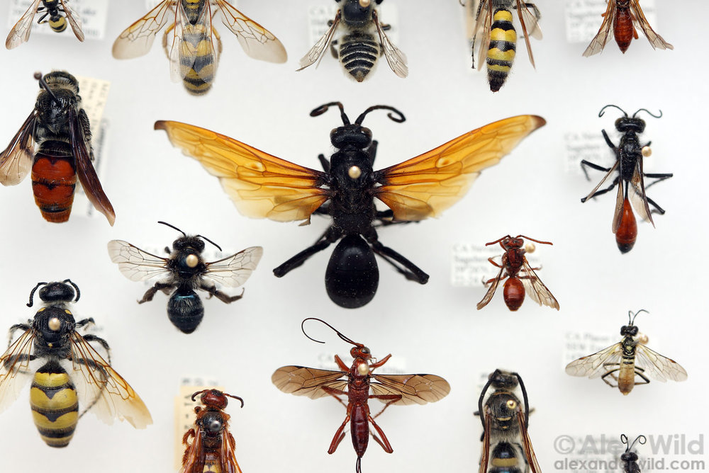 ORDEM HYMENOPTERA ~ E N T O M O L O G I A E M F O C O