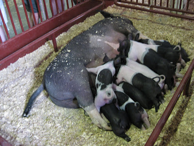 Feeling Fab after Fifty: Indiana State Fair - The Animals