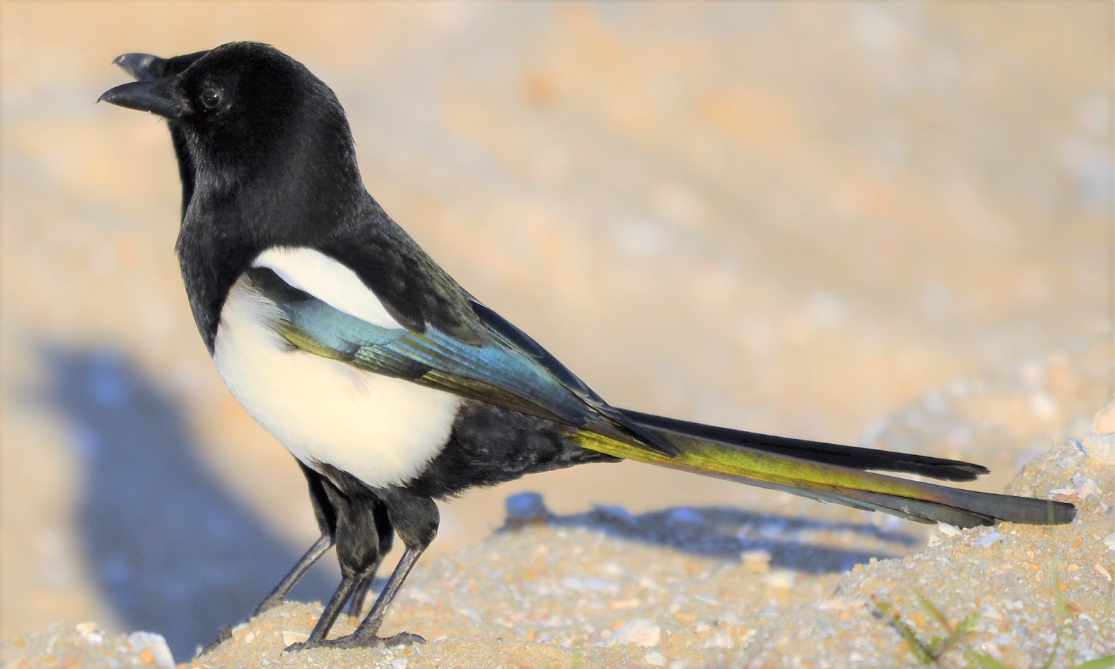 Imagens da vida animal: Pega-rabuda (Pica pica)