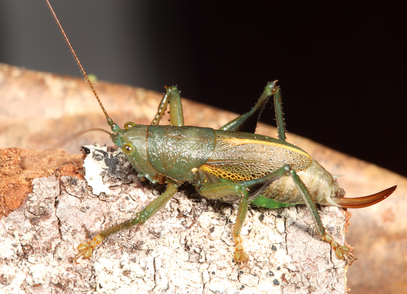 BunyipCo: March 2012