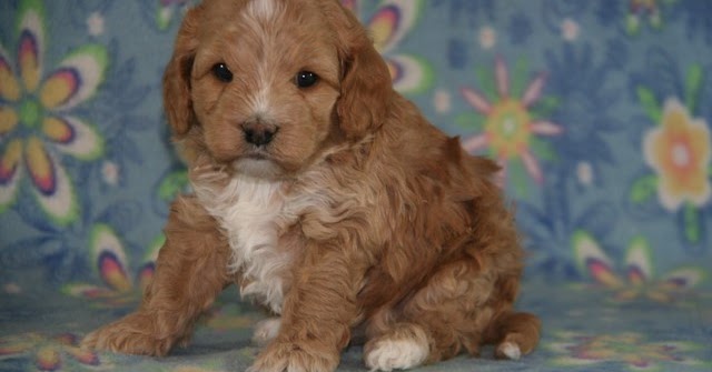 Cute Cockapoos: Cockapoos and Itchy Skin