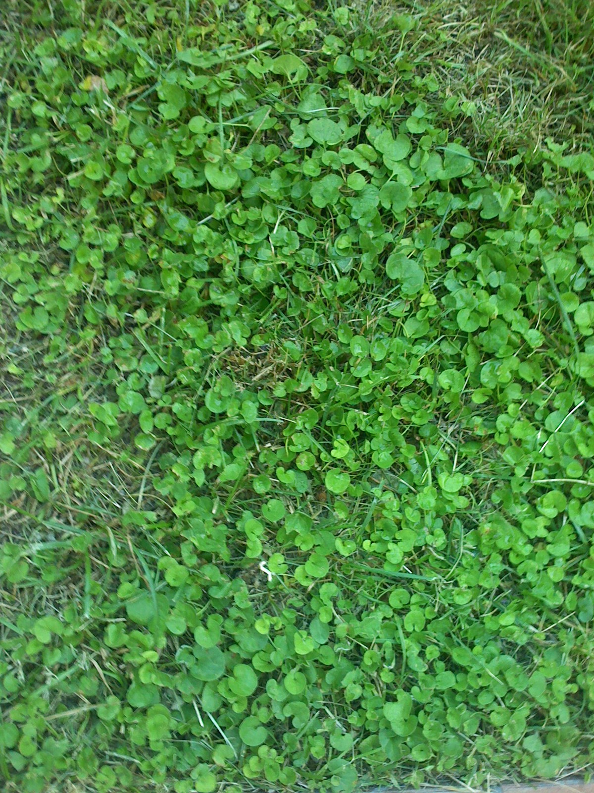 A baby step: OREJA DE RATÓN