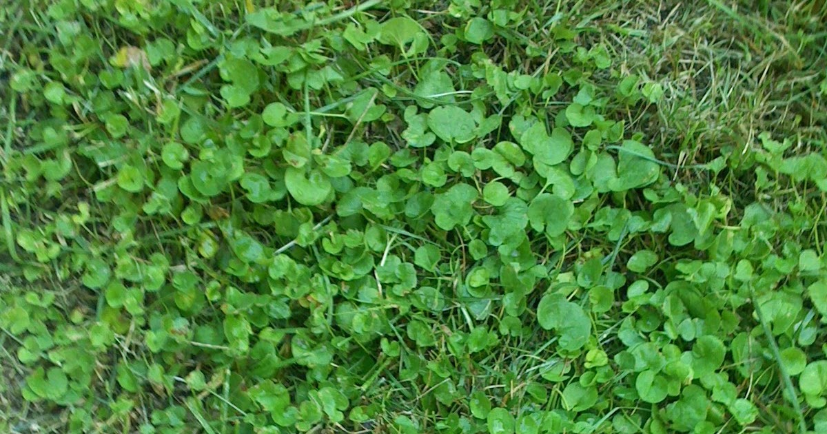 A baby step: OREJA DE RATÓN
