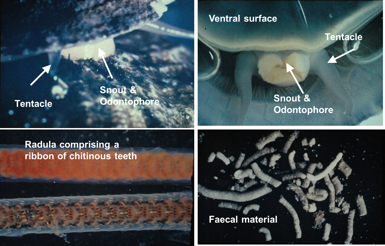 Sweat and Saltwater: Limpet Radula and Feeding Mechanisms plus ...